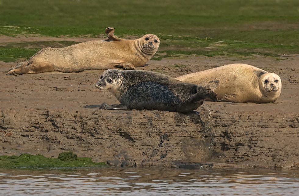 Seal Safari - Whitstable Vintage Lifeboat Trips